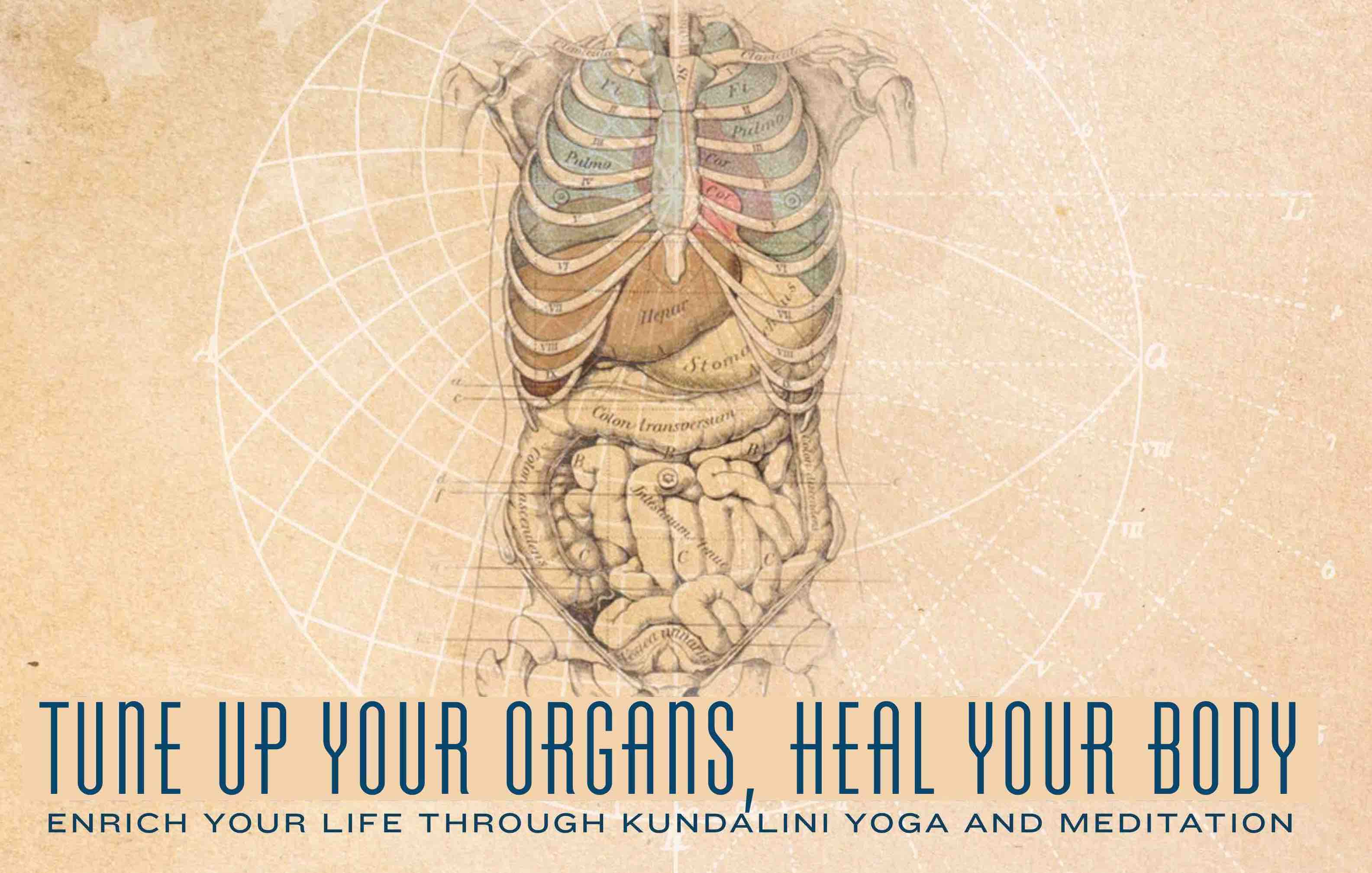 Get To Know Your Body: An Essential Body Map Organs Guide – CYCF